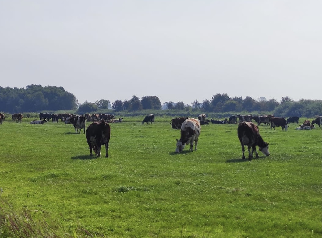 Wilde Vielfalt - Landwirtschaft